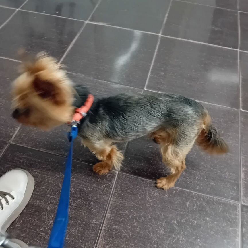 Ийорширский терьер ищет дом