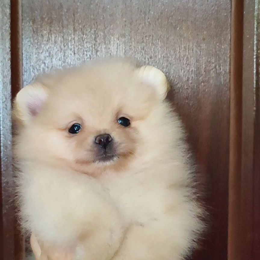 Померанский шпиц