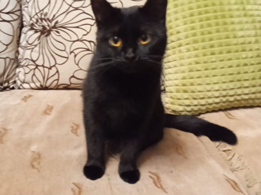 Кошечка ищет дом