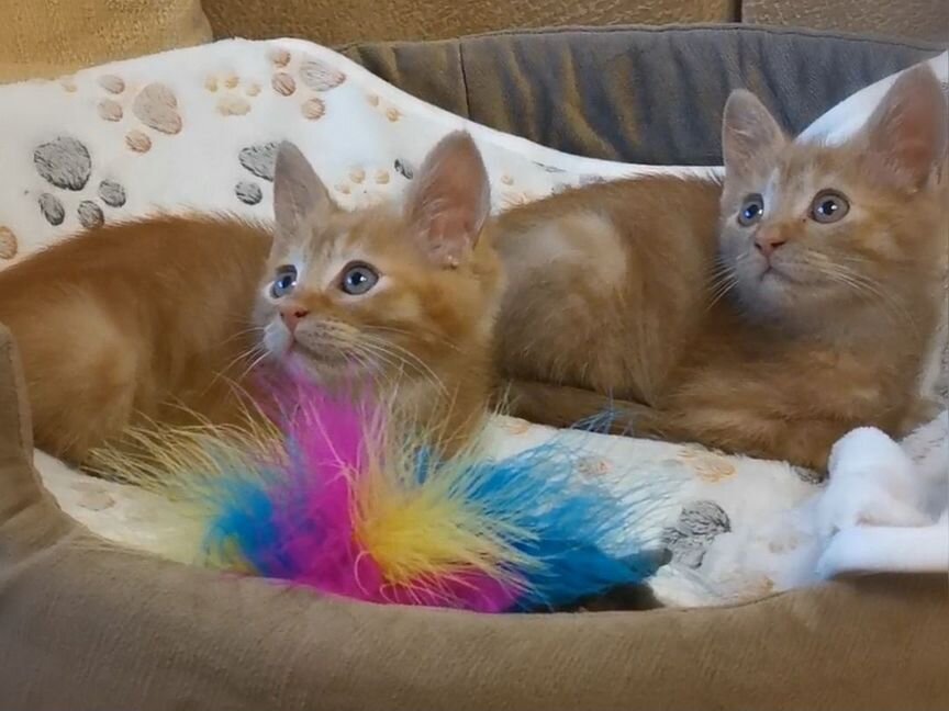 Котята в добрые руки