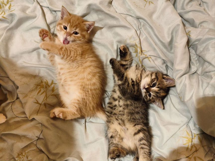 Котята метисы