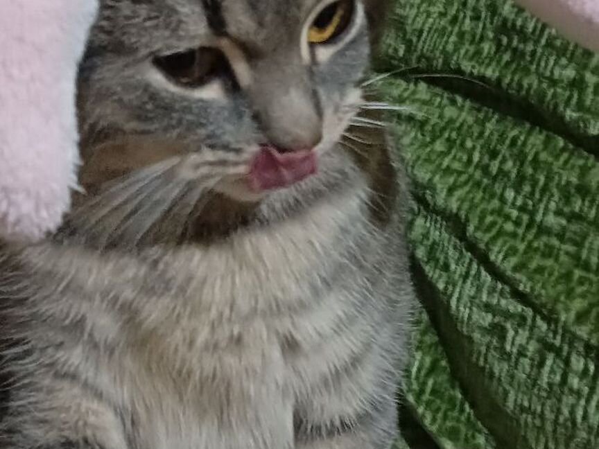 Кошка Британская