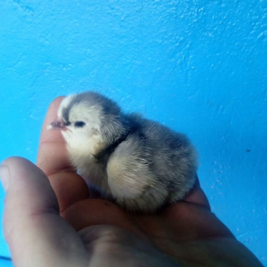 Цыплята суточные