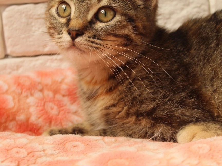 Котенок 2 месяца