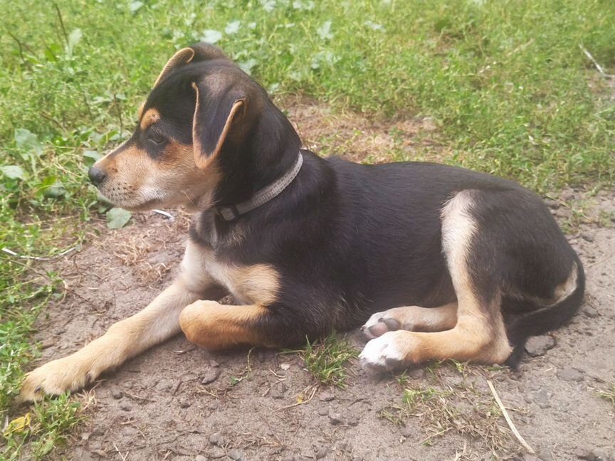 Щенок в добрые руки бесплатно