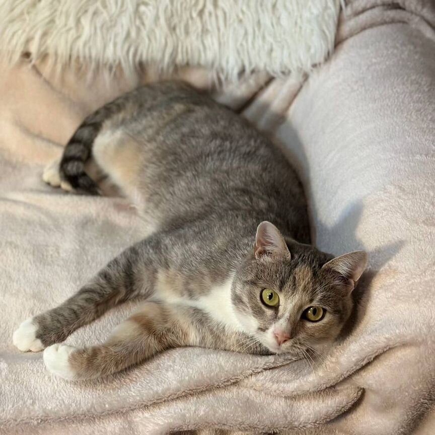 Кошка Изольда ищет семью