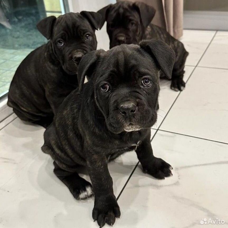 Щенки кане корсо