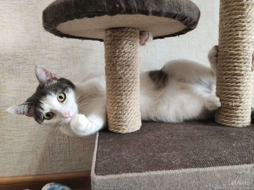 Кот в добрые руки