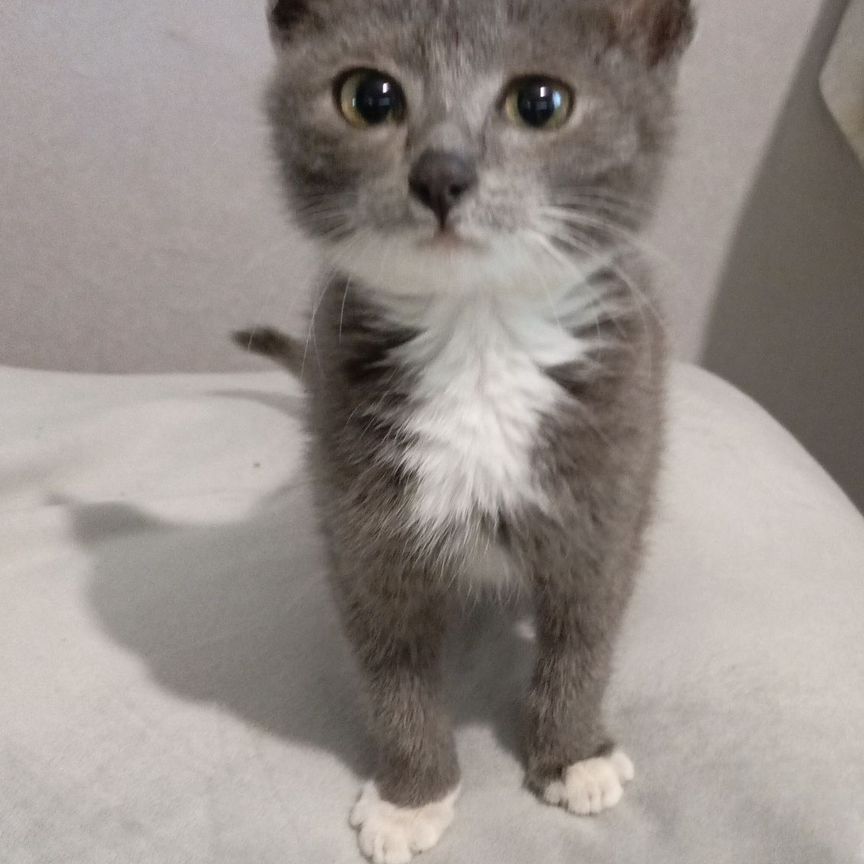 Котёнок в добрые руки