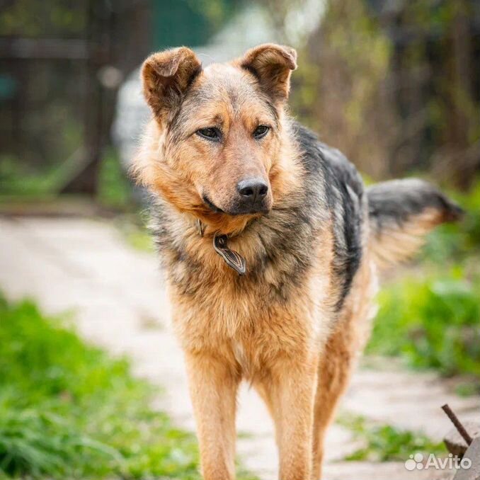 Собака Муха девочка