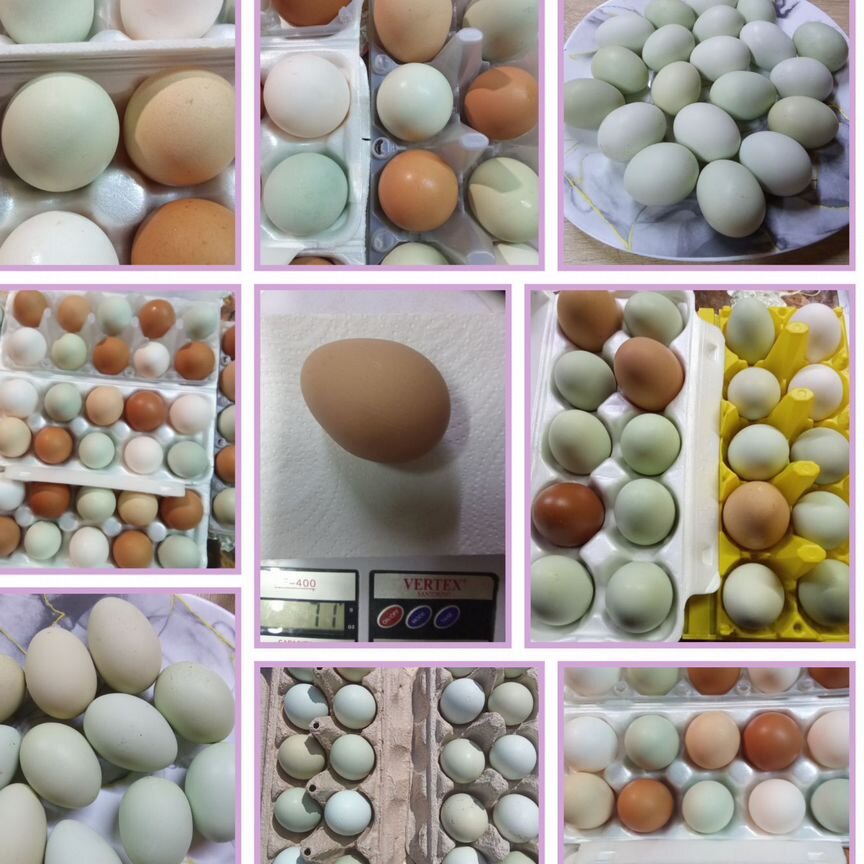 Инкубационное яйцо