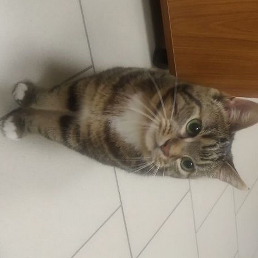 Найдена кошка