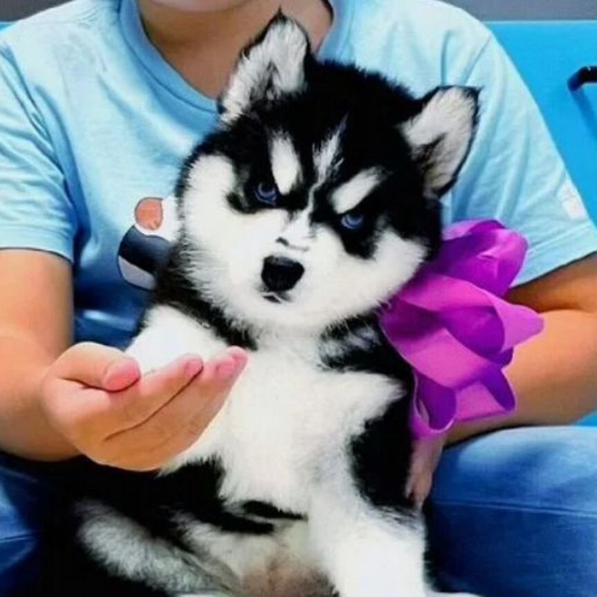 Красивые собачки сибирские хаски с документами