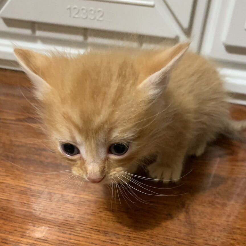 Русский голубой котёнок