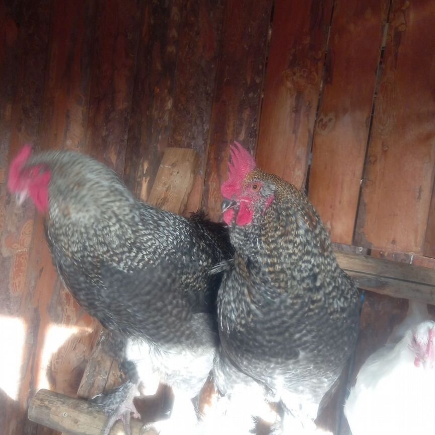 Куры молодки 5 месяцев