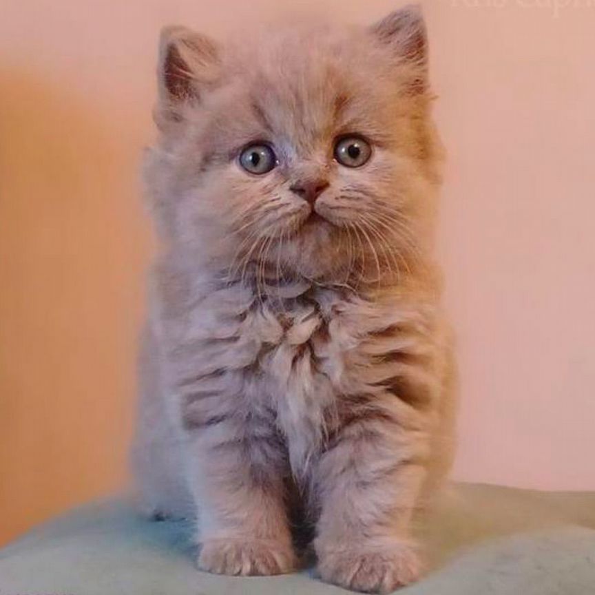 Британский кот вязка