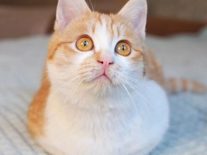 Рыжий котик в добрые руки