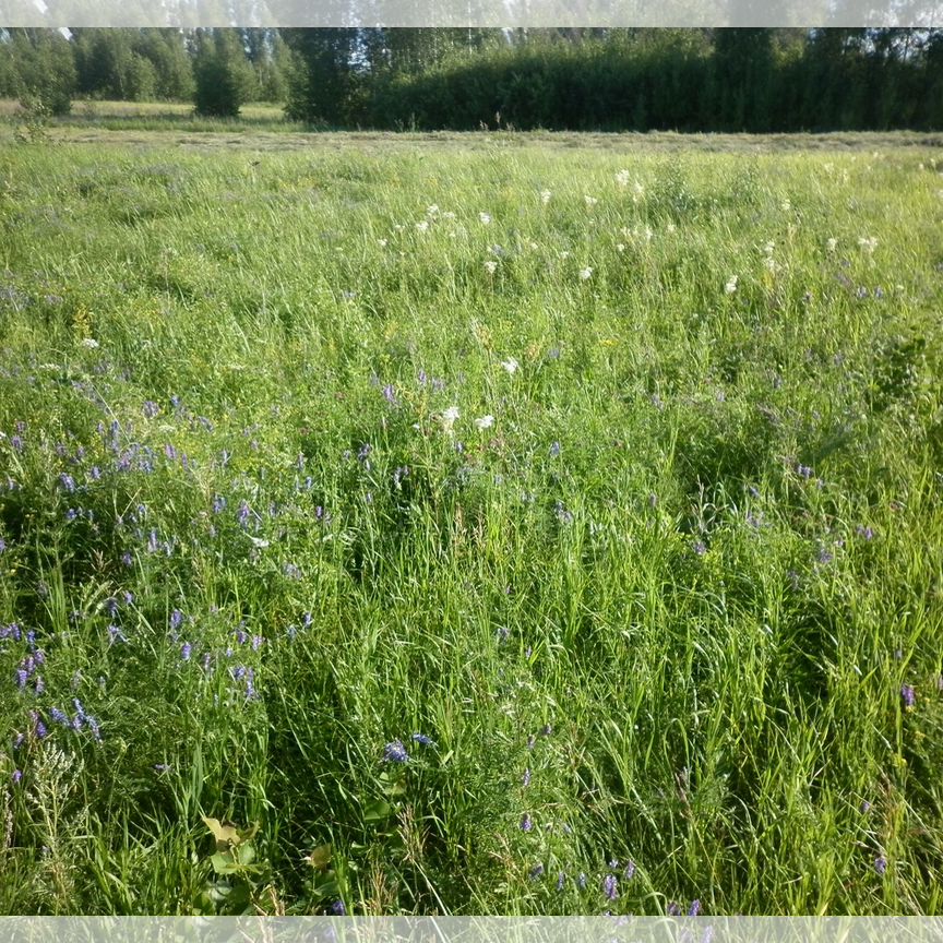 Сено в рулонах