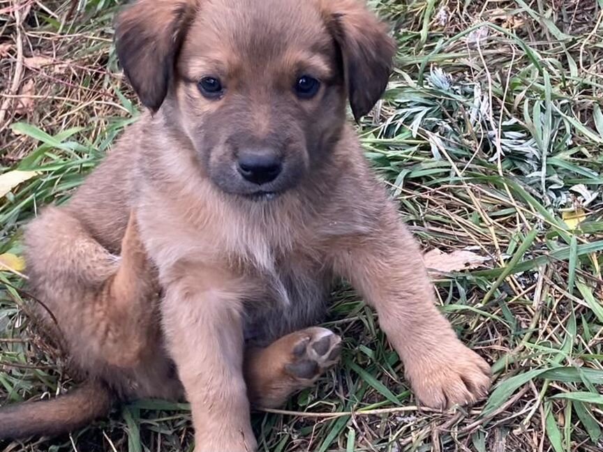 Щенок в добрые руки бесплатно