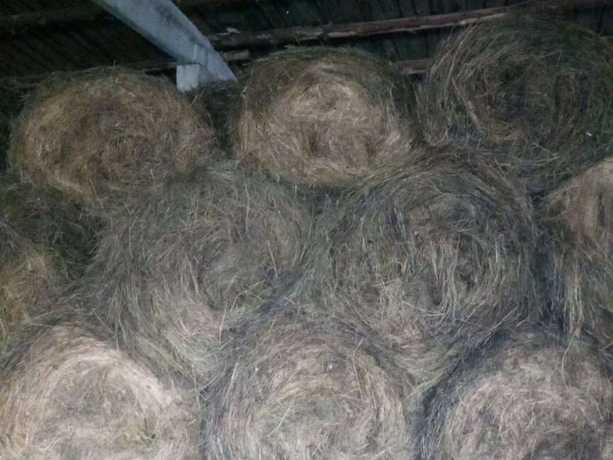 Сено в рулонах доставка