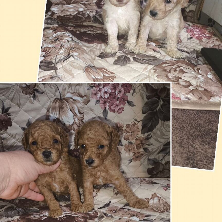 Щенки пуделя