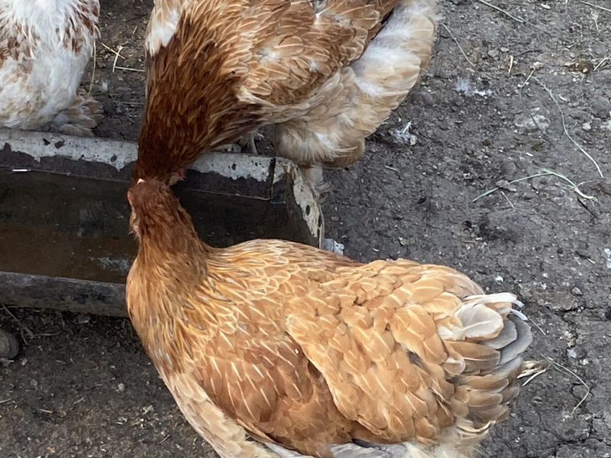 Семья брама