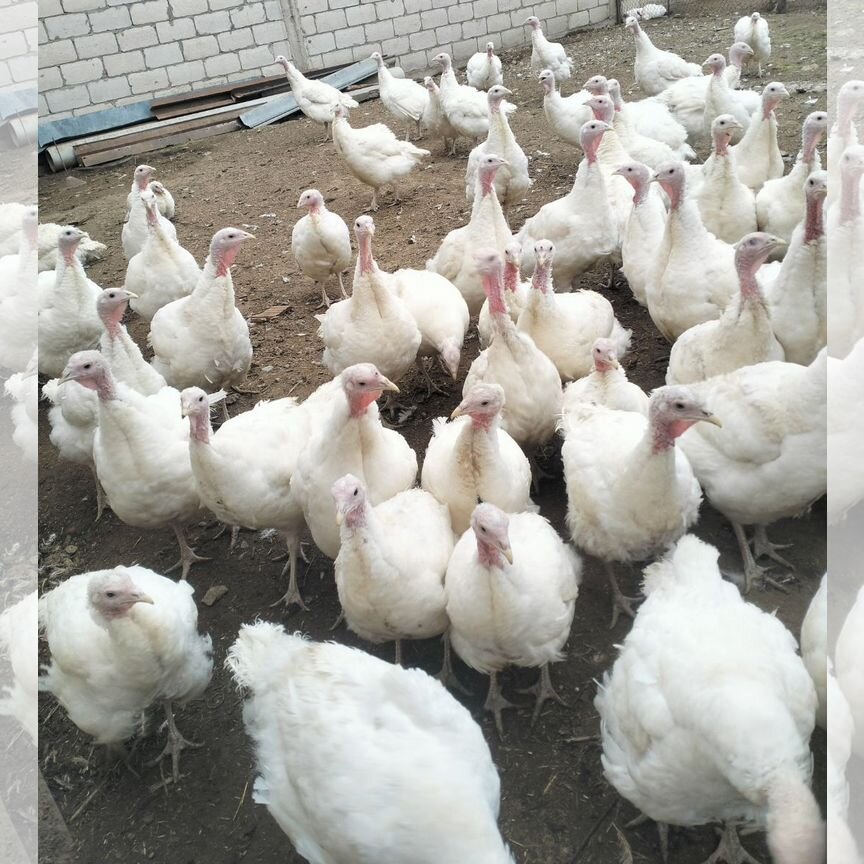 Индейка на мясо