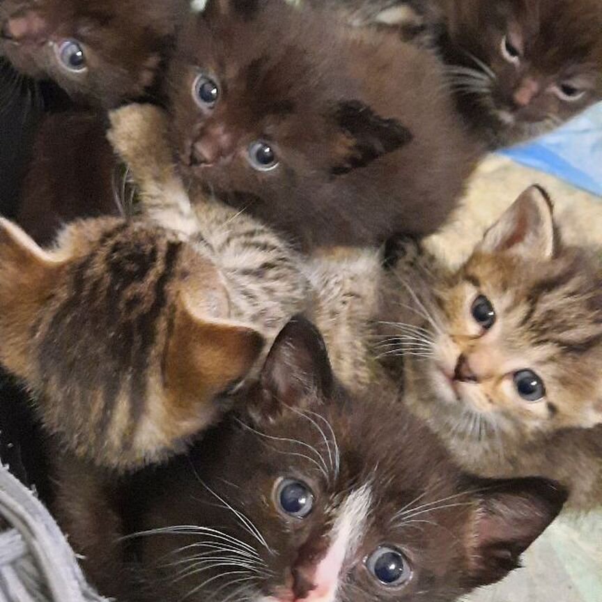 Лукошко котят