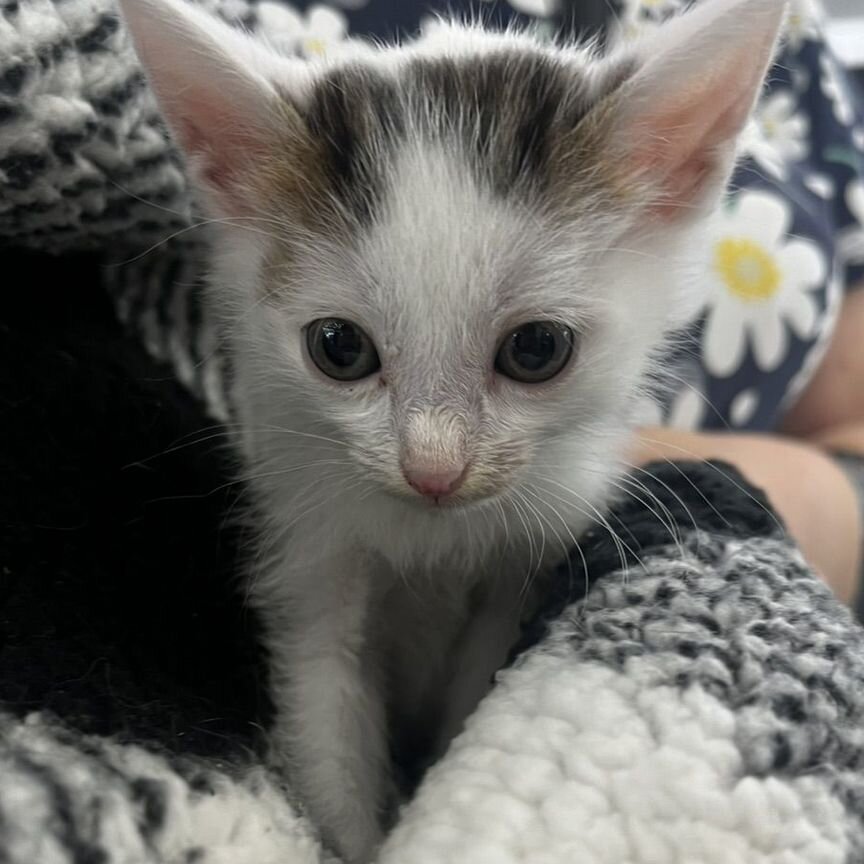 Отдам бесплатно в добрые руки маленького котенка