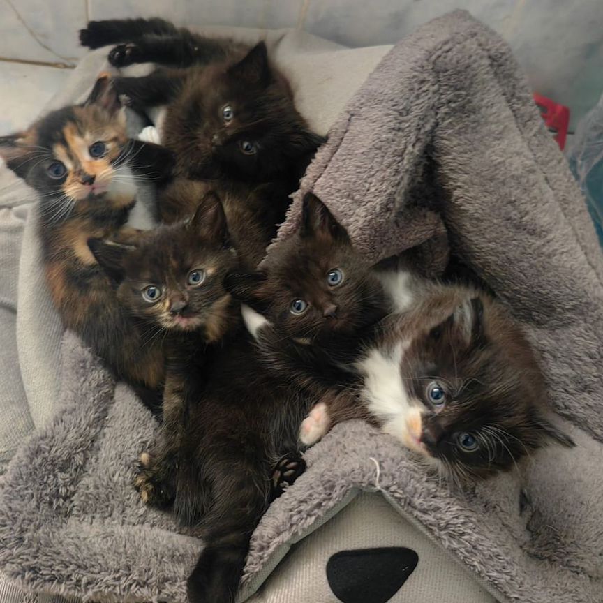 Котята в добрые руки бесплатно