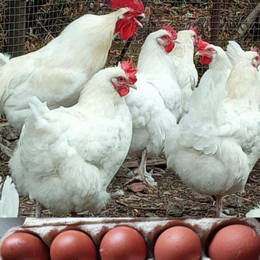 Куры породы Маран Белый