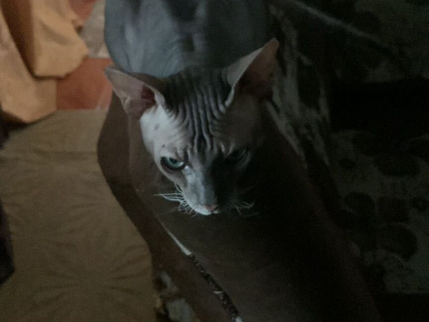 Донской сфинкс бесплатно