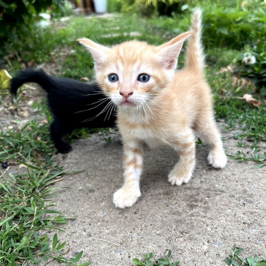 Рыжий котик
