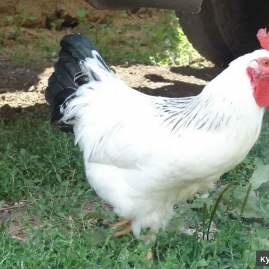 Петушки доминанты