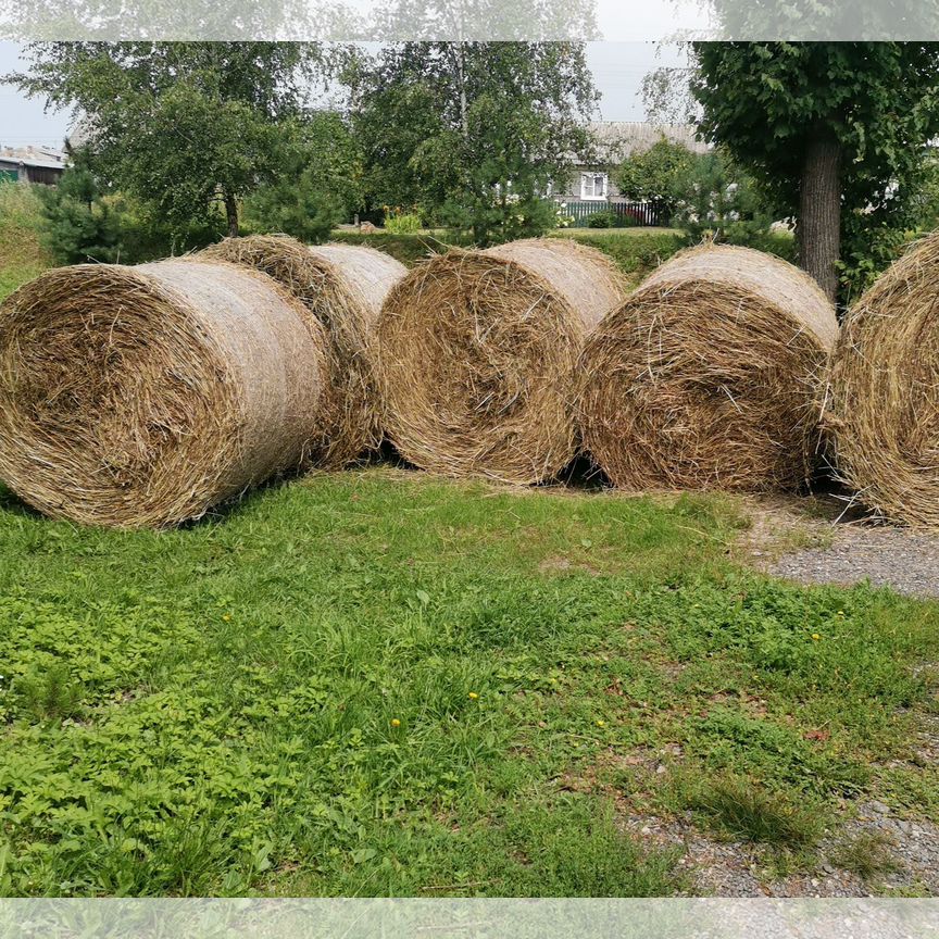 Продам сено в рулона вес 300 кг