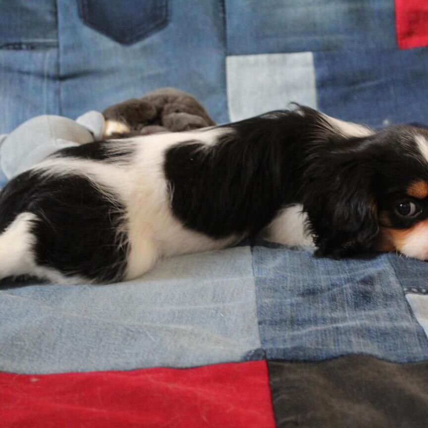 Девочка кинг чарльз спаниель