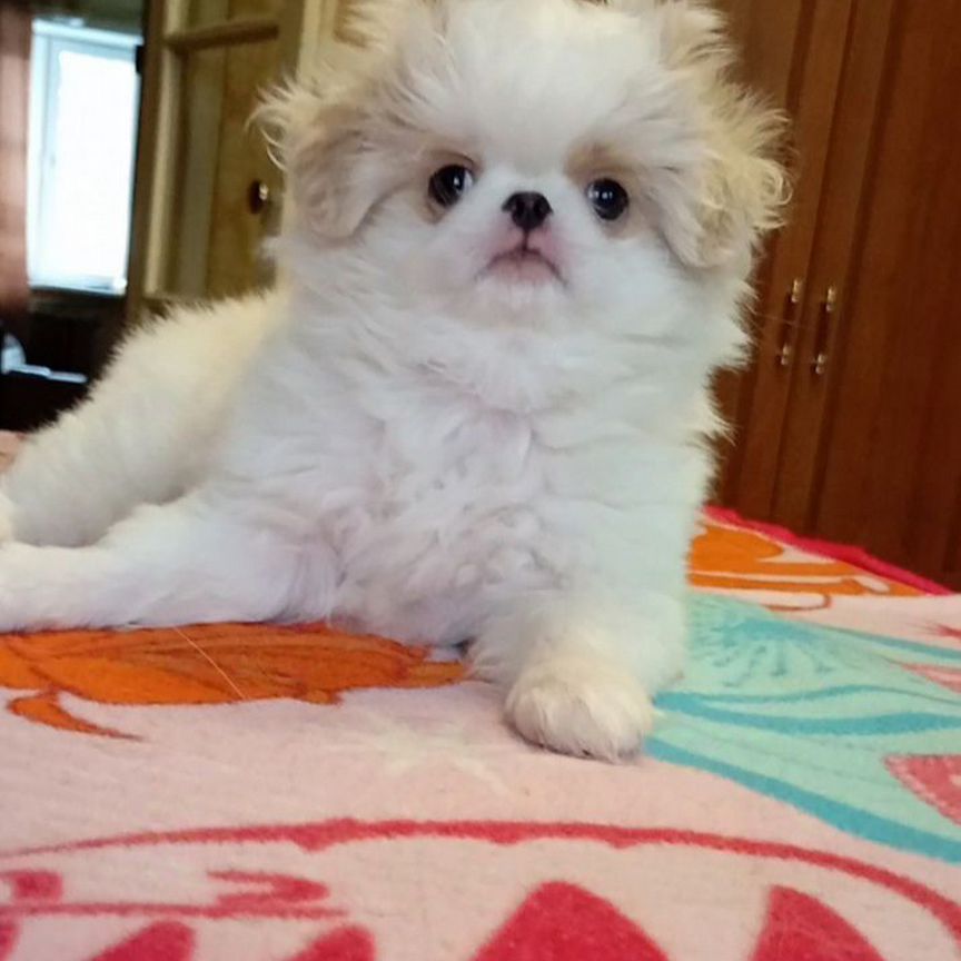 Мальчик японского Хина