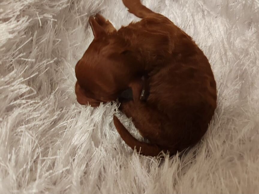 Той-пудель ред браун щенки