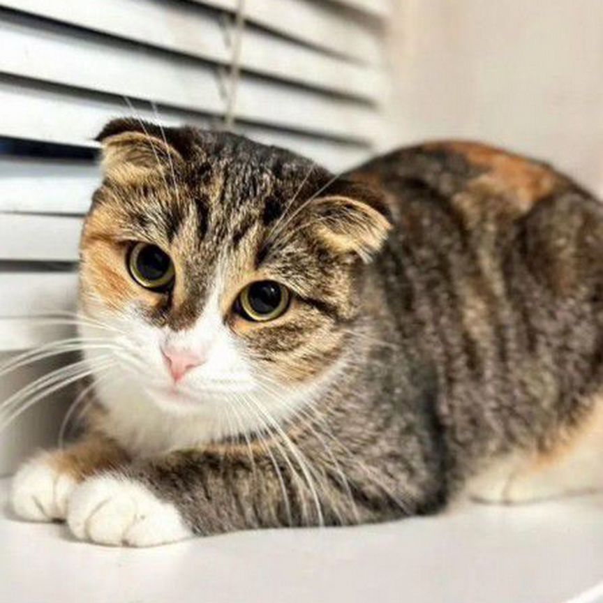 Кошка