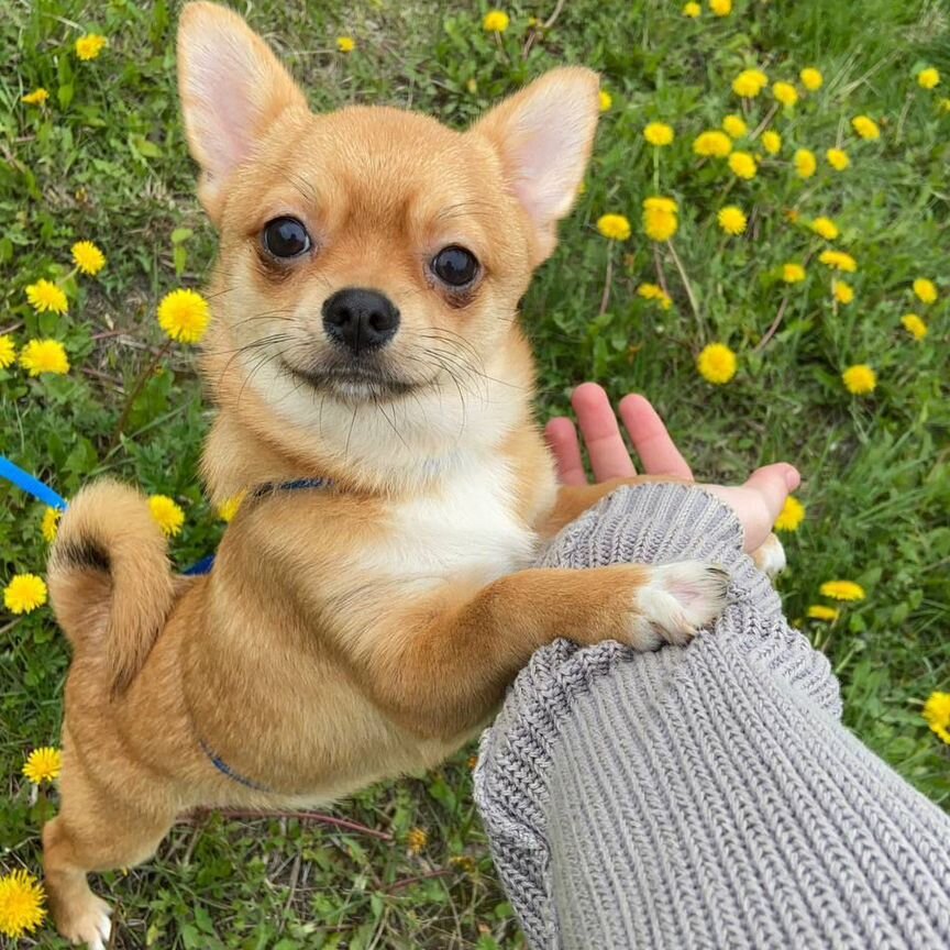 Чихуахуа, взрослая собака