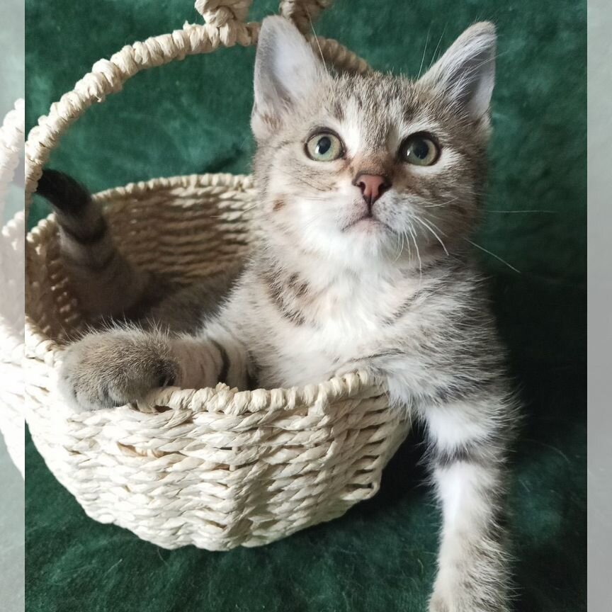 Котёнок в добрые руки