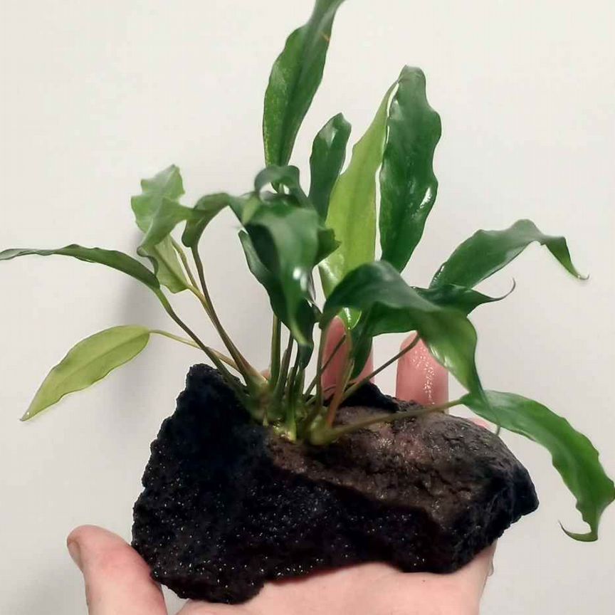 Анубиас минима на лаве - декор для аквариума