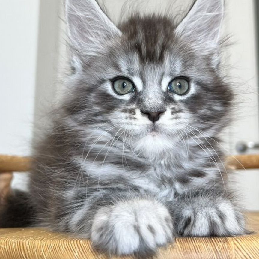 Мейн-кун котёнок