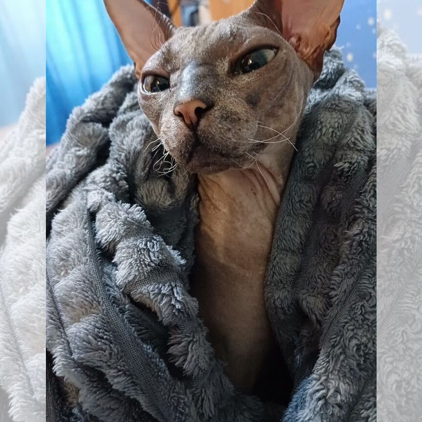 Донской сфинкс, взрослая кошка