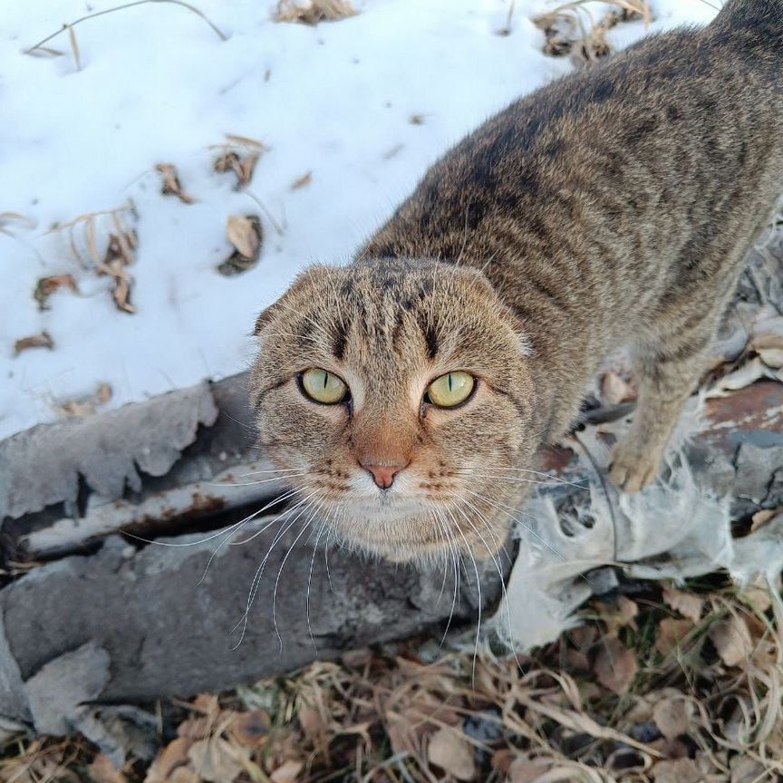 Шотландский вислоухий короткошёрстный кот, взрослый