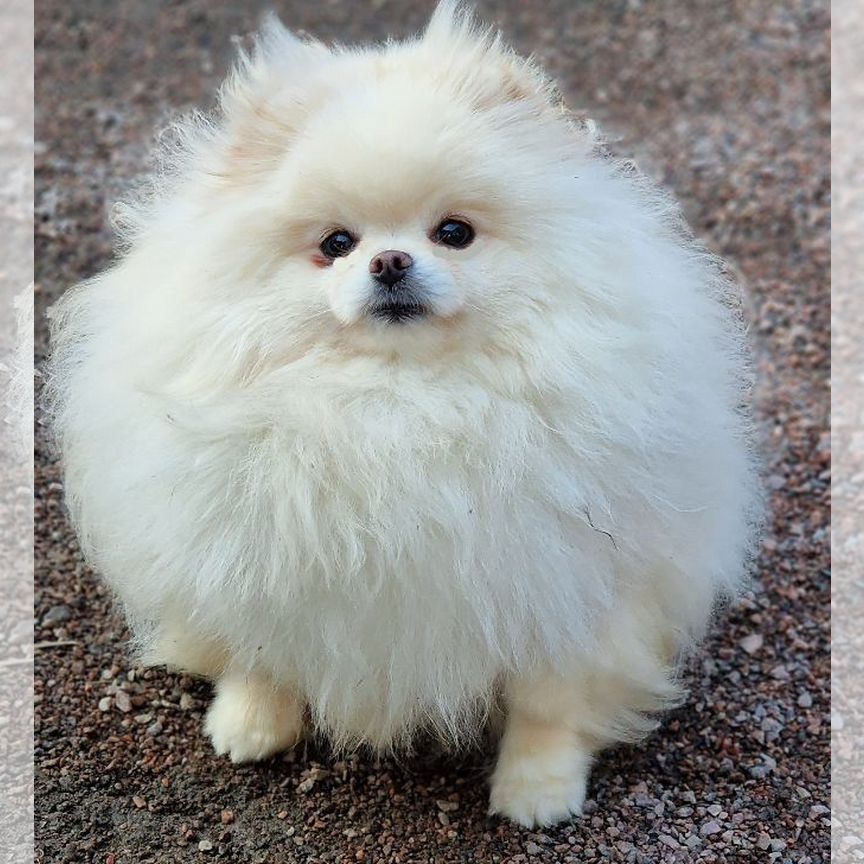 Померанский шпиц, взрослая собака