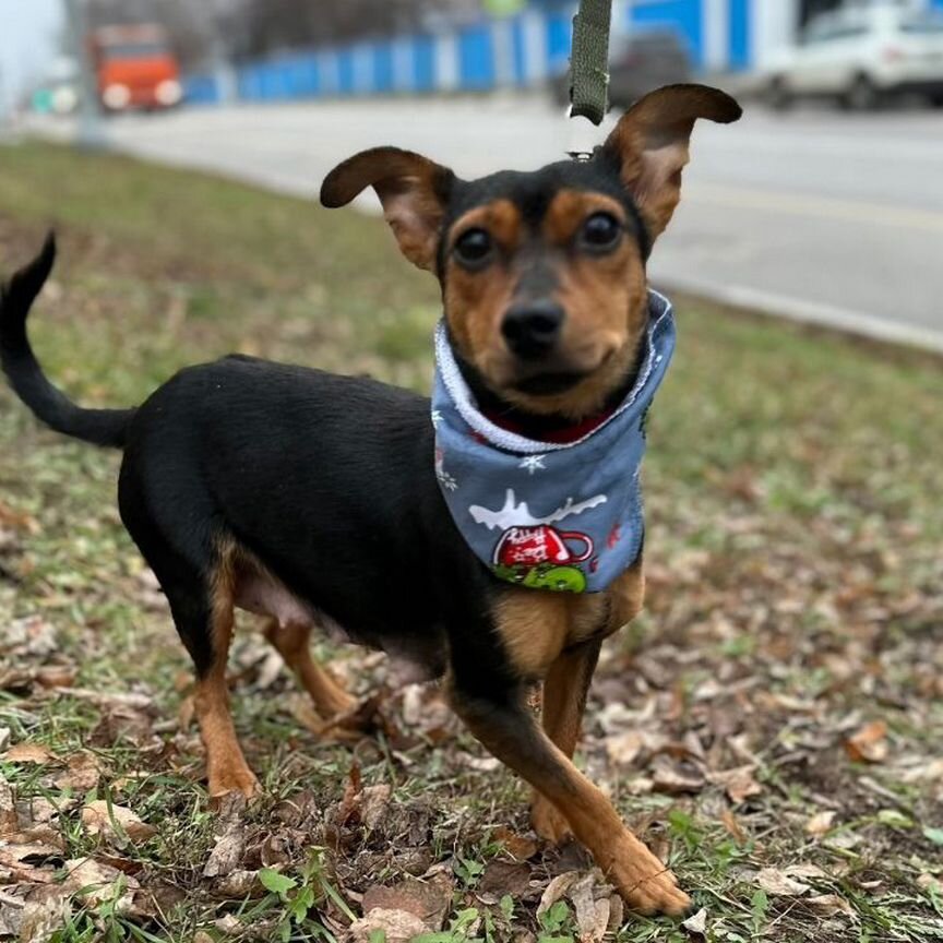 Взрослая собака в добрые руки