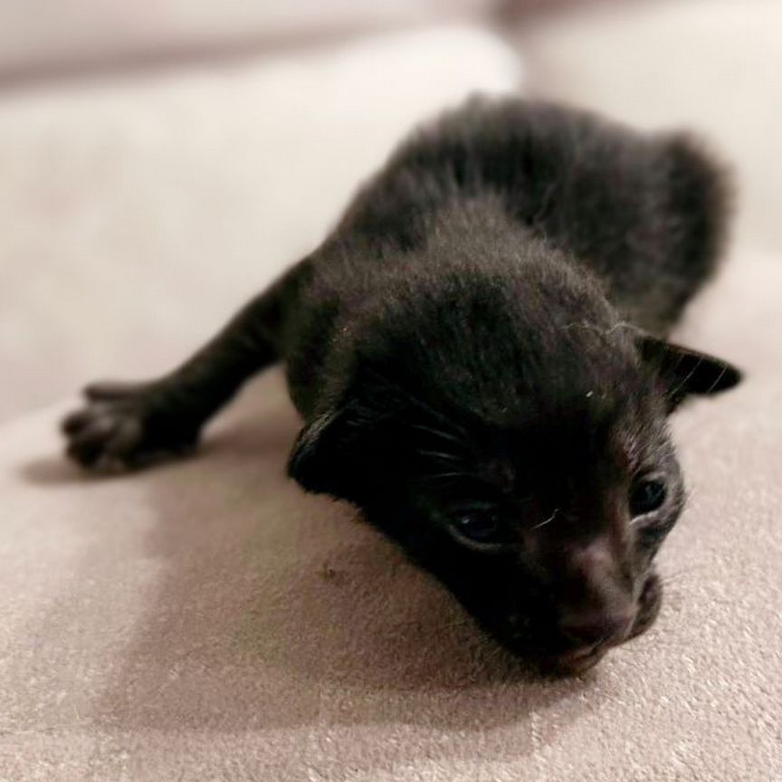 Ориентальный котёнок