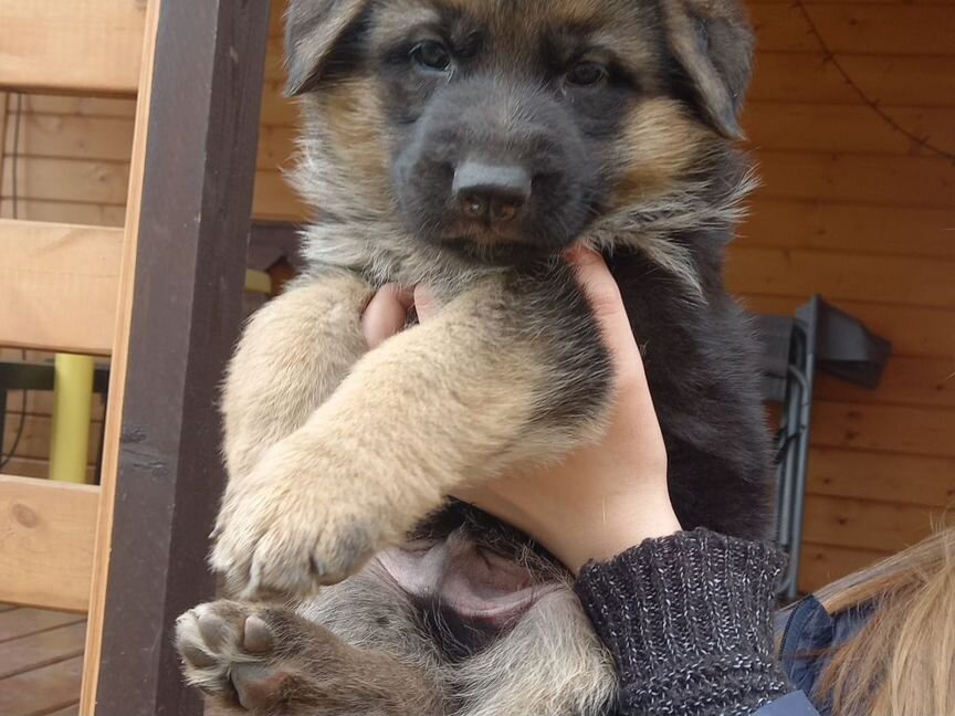 Немецкая овчарка