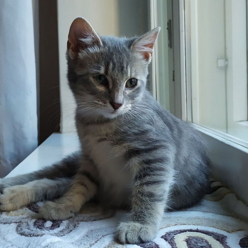 Котёнок Майя с дач ищет дом